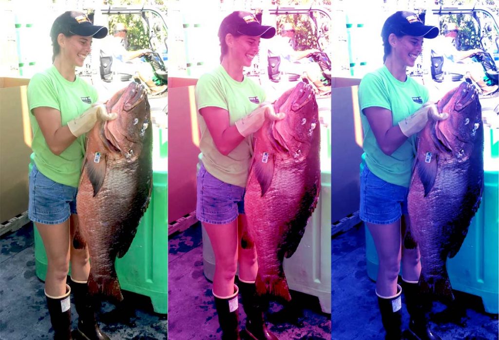 Erin's Whole Fish Recipe | Seafood Market