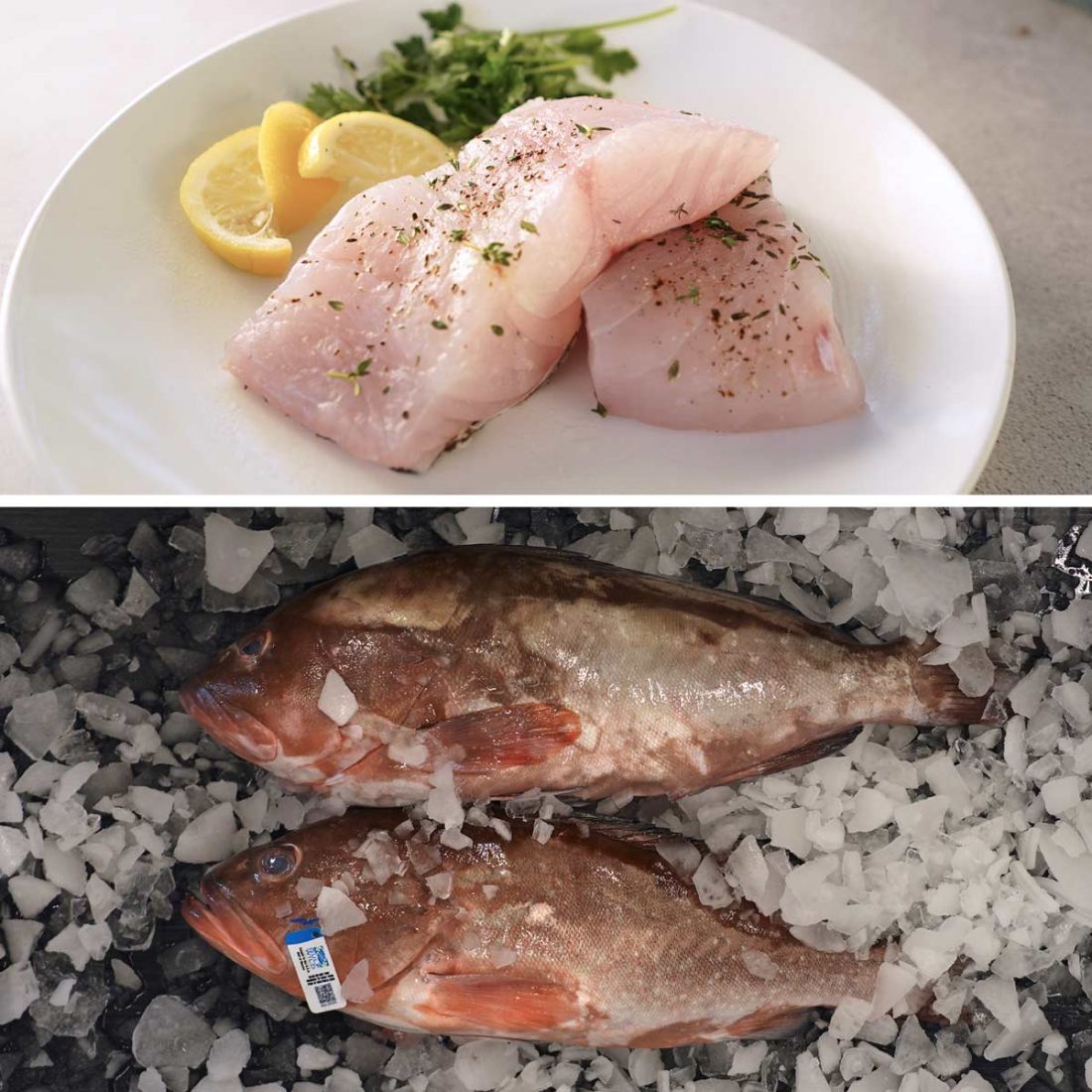 Fresh Grouper Category | Wild Seafood Market
