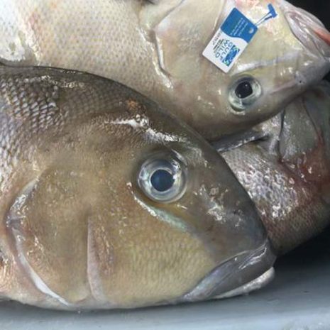 Order Fresh Blueline Tilefish Online from Madeira Beach, Florida