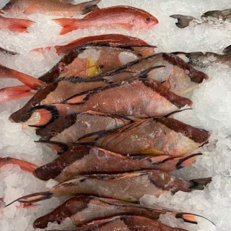 Red Snapper | Fresh and Flavorful Catch | Seafood Market