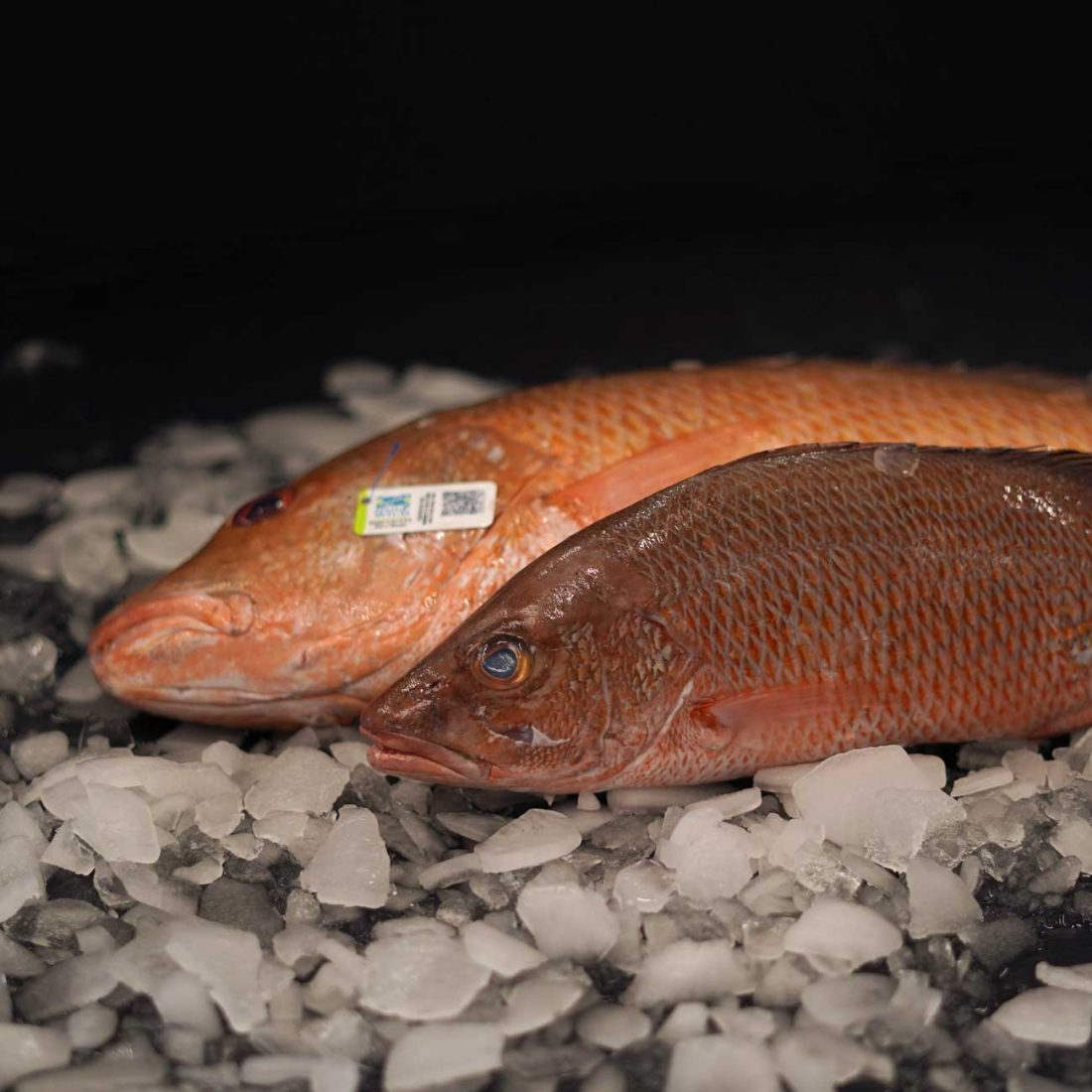 Fresh Snapper Caught in Florida, Delivered Nationwide