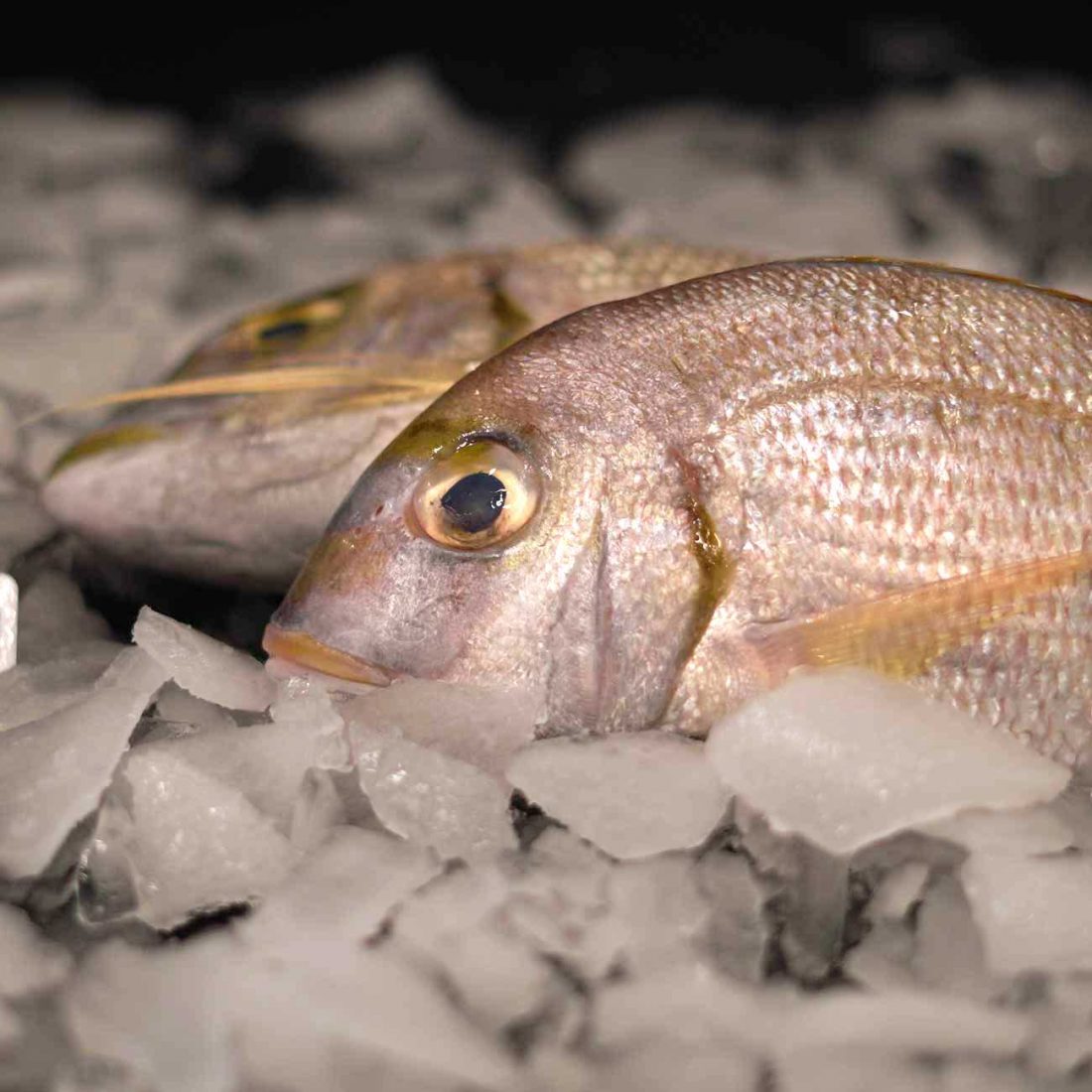 Fresh Cobia Fillets | Wild Caught, Delivered Fresh from Florida