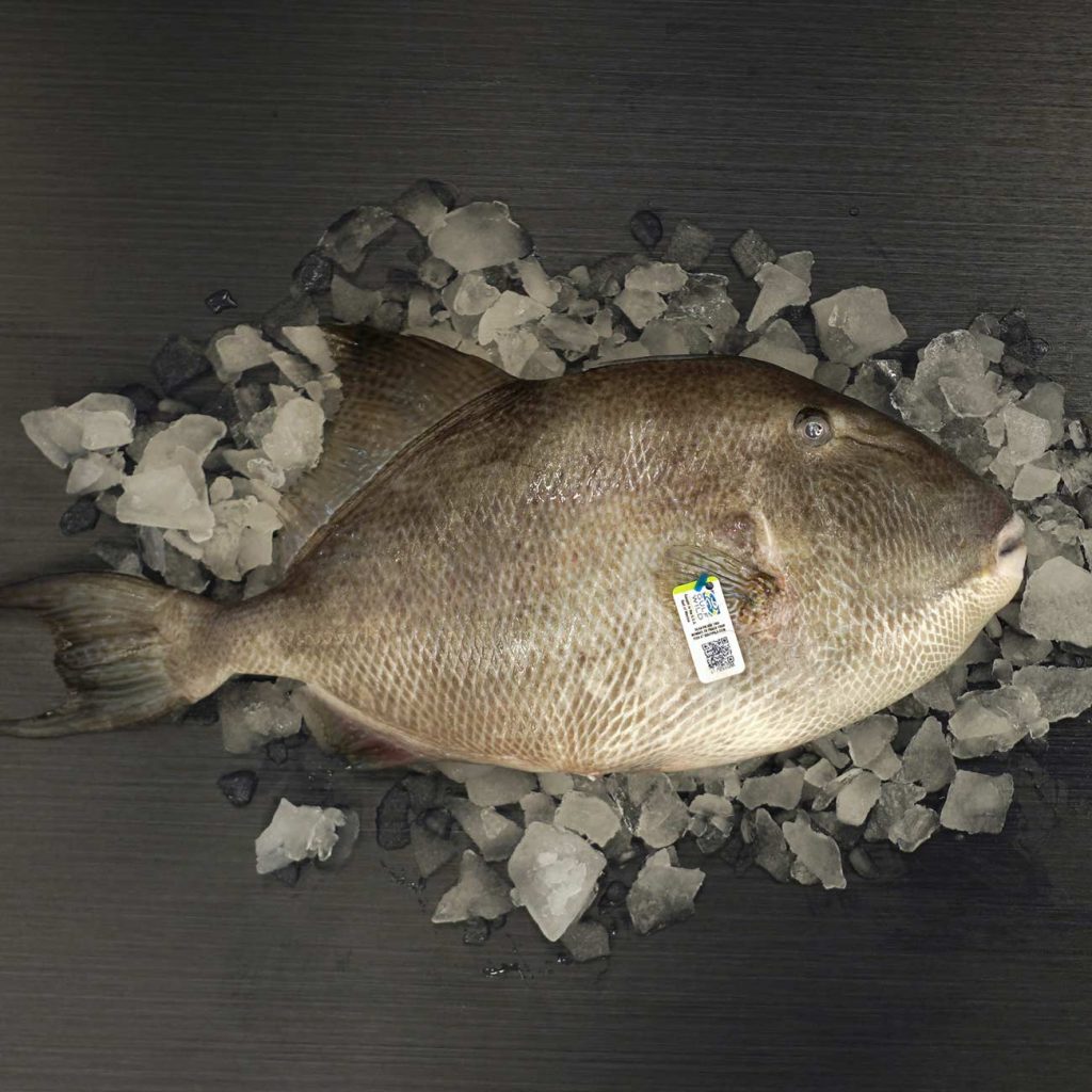 Fresh Triggerfish | Order Online from Seafood Market