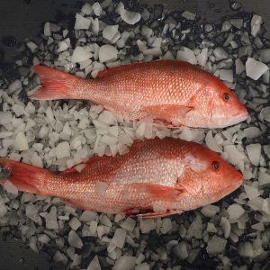 Red Snapper | Fresh and Flavorful Catch | Seafood Market