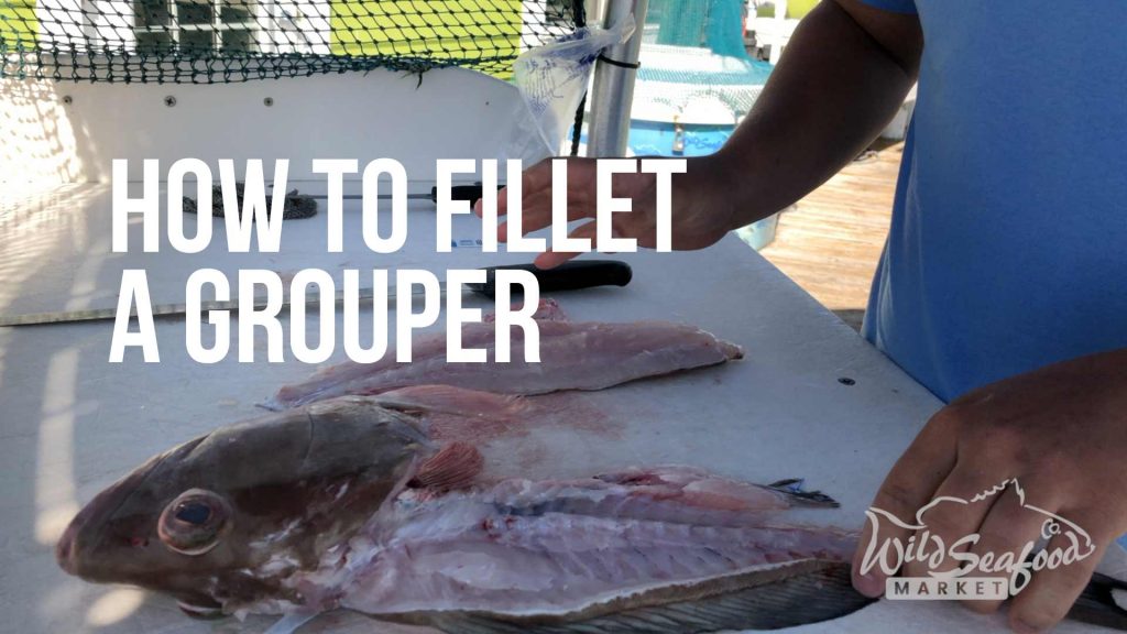 Red Grouper Vs Scamp Grouper, What’s the Difference?