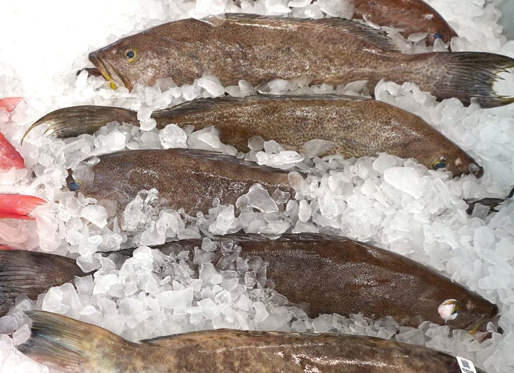 The Grouper Chronicles: A Day in the Life of Florida's Favorite Fish